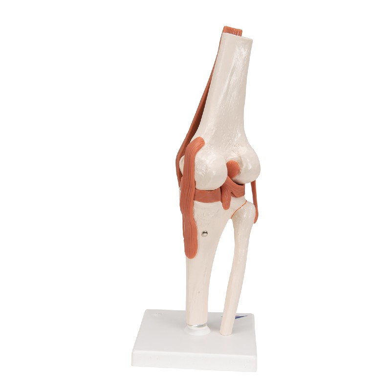 3B Scientific Functional Knee Joint Model | Health and Care